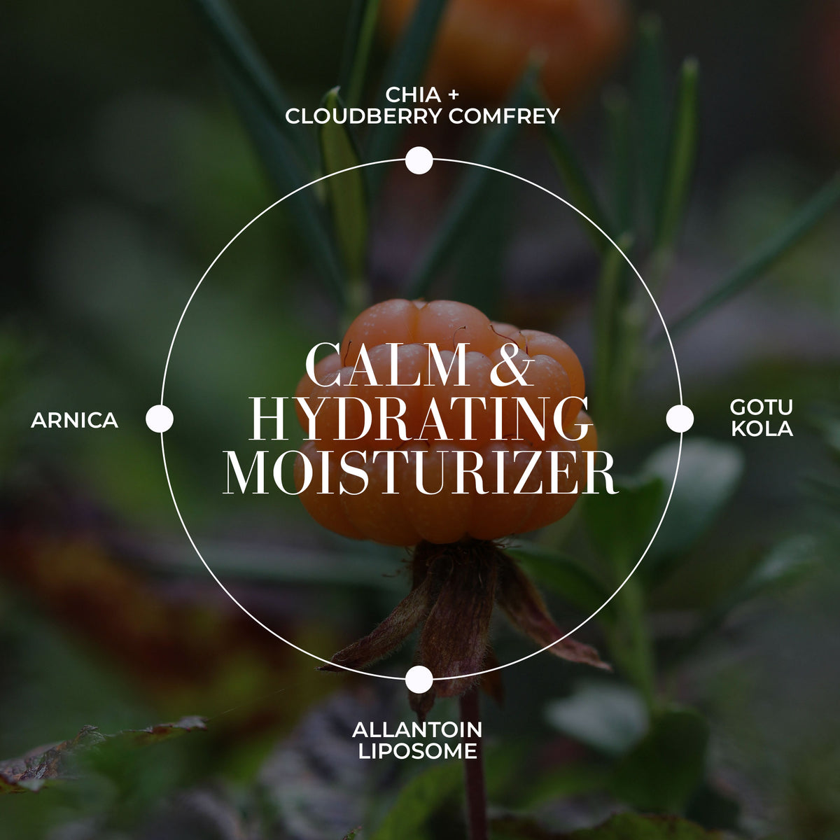 Cloud Comfort Cream | Vegan Moisturizer for Rosacea & Sensitive Skin